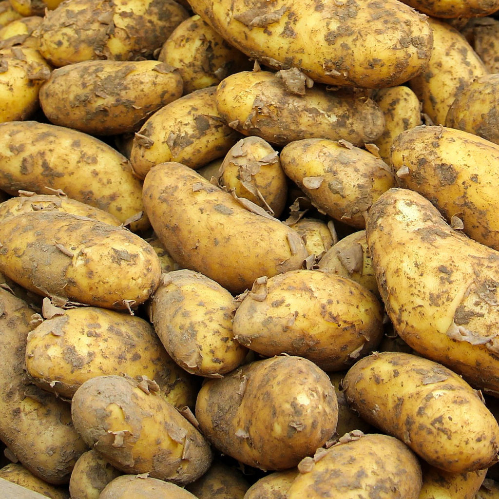 Ziemniak BIO (Lord) | Bez krowy w Krakowie